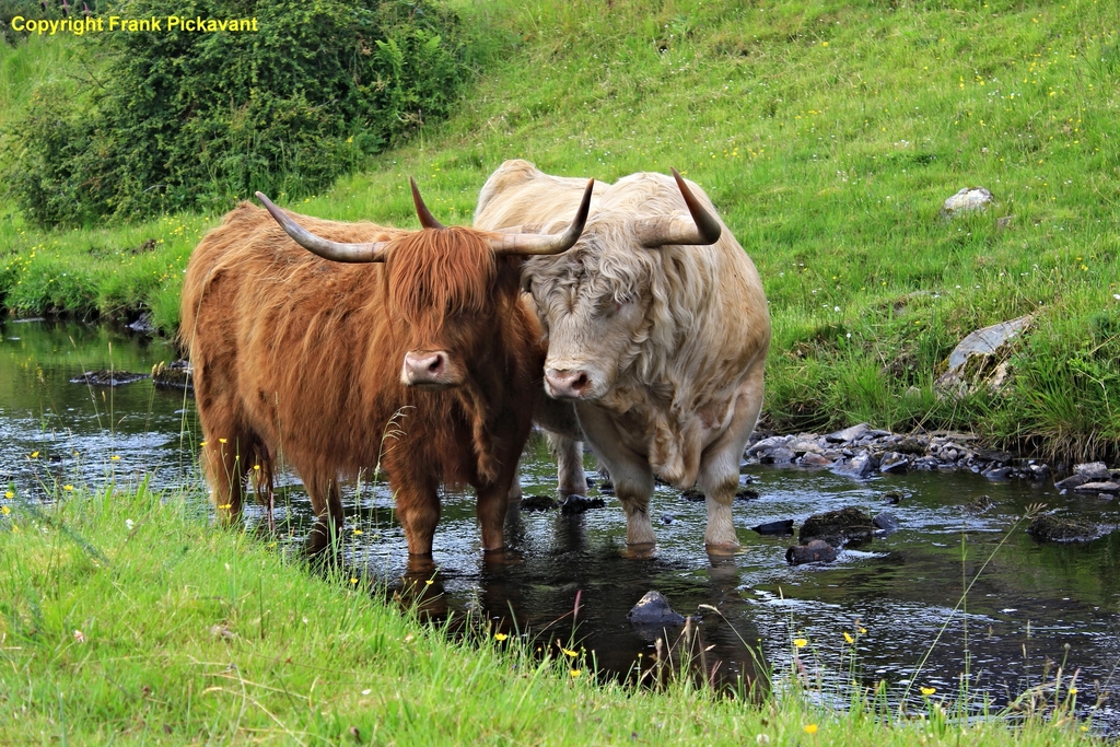 Hausrind (Madeira eingeführte Arten) · iNaturalist