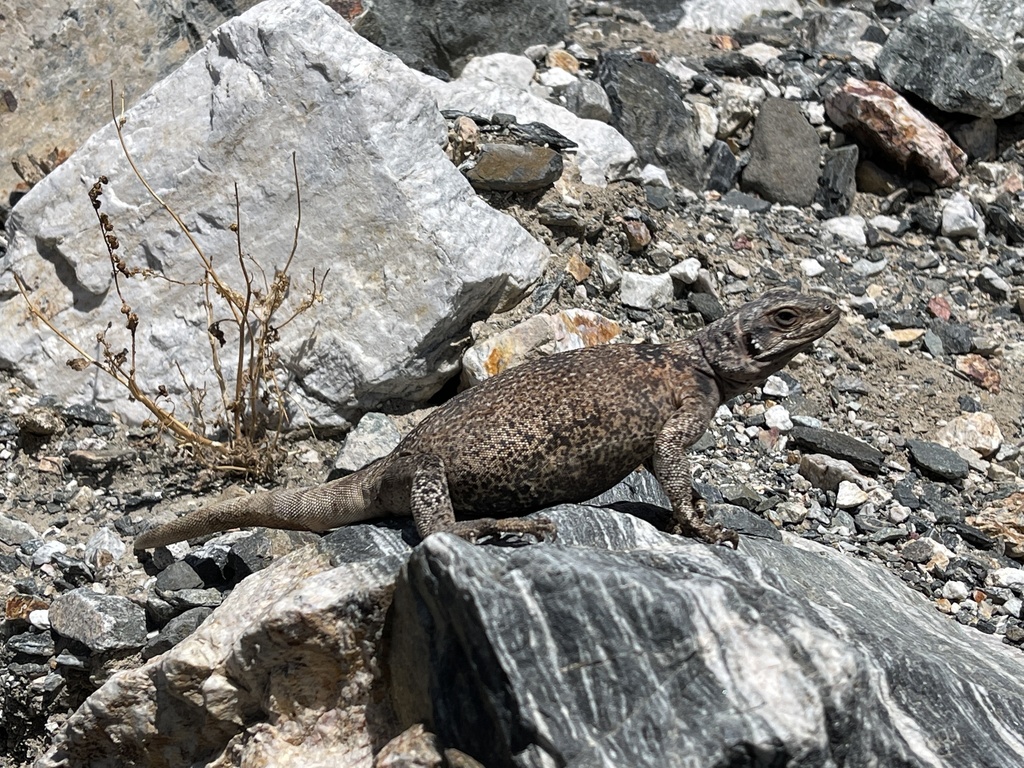 Common Chuckwalla from Death Valley National Park, Inyo County, US-CA ...