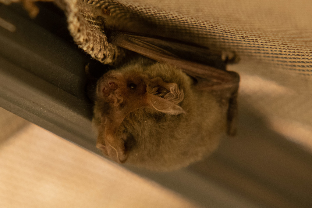 Lesser Long-eared Bat in April 2018 by Euan Moore · iNaturalist