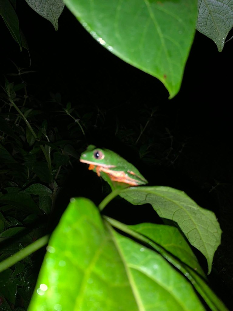 Barred Monkey Frog from Kaw, Régina, Guyane française on April 24, 2022 ...