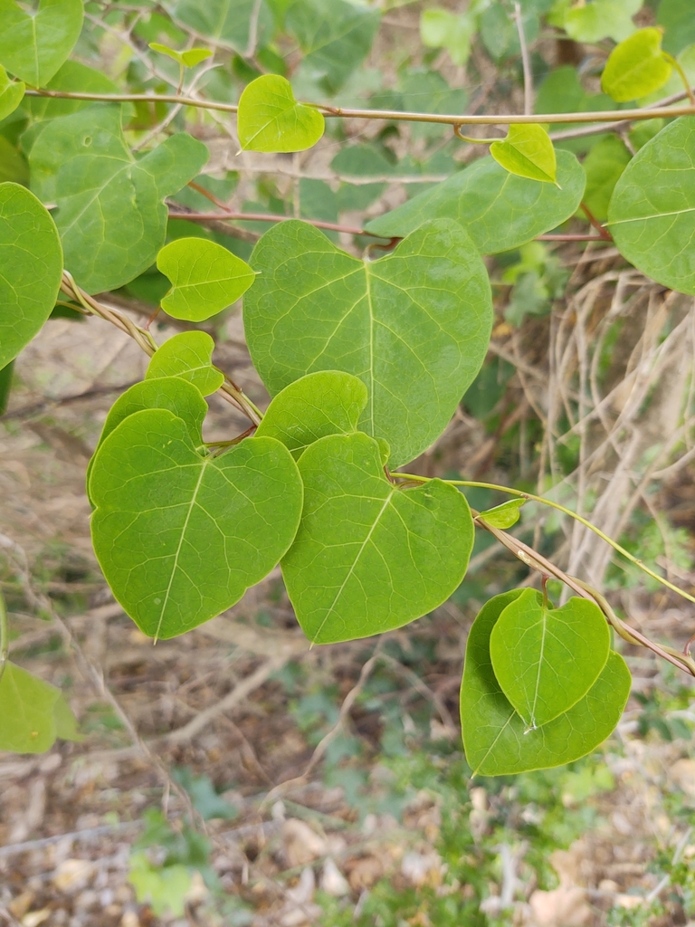 Agdestis clematidea from Marco Antonio, 67778 Linares, N.L., México on ...