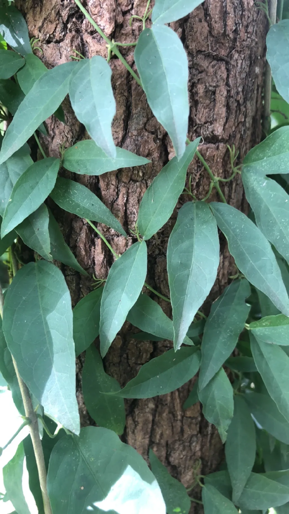 Catclaw vine from Sydney NSW, Australia on April 25, 2022 at 04:01 PM ...