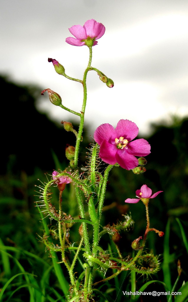 Drosera indica (Plants of Yourka Bush Heritage Reserve) · iNaturalist ...
