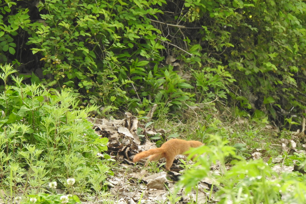 Siberian Weasel from 中国湖北省武汉市 on April 04, 2022 at 09:09 AM by 红膝 ...