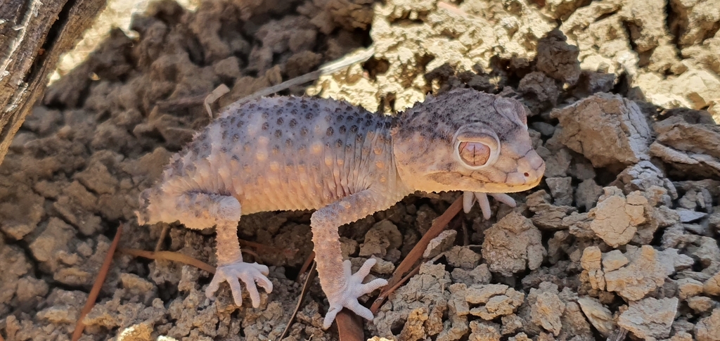 Spiny Knob-tailed Gecko from Australian Age of Dinosaurs on January 12 ...