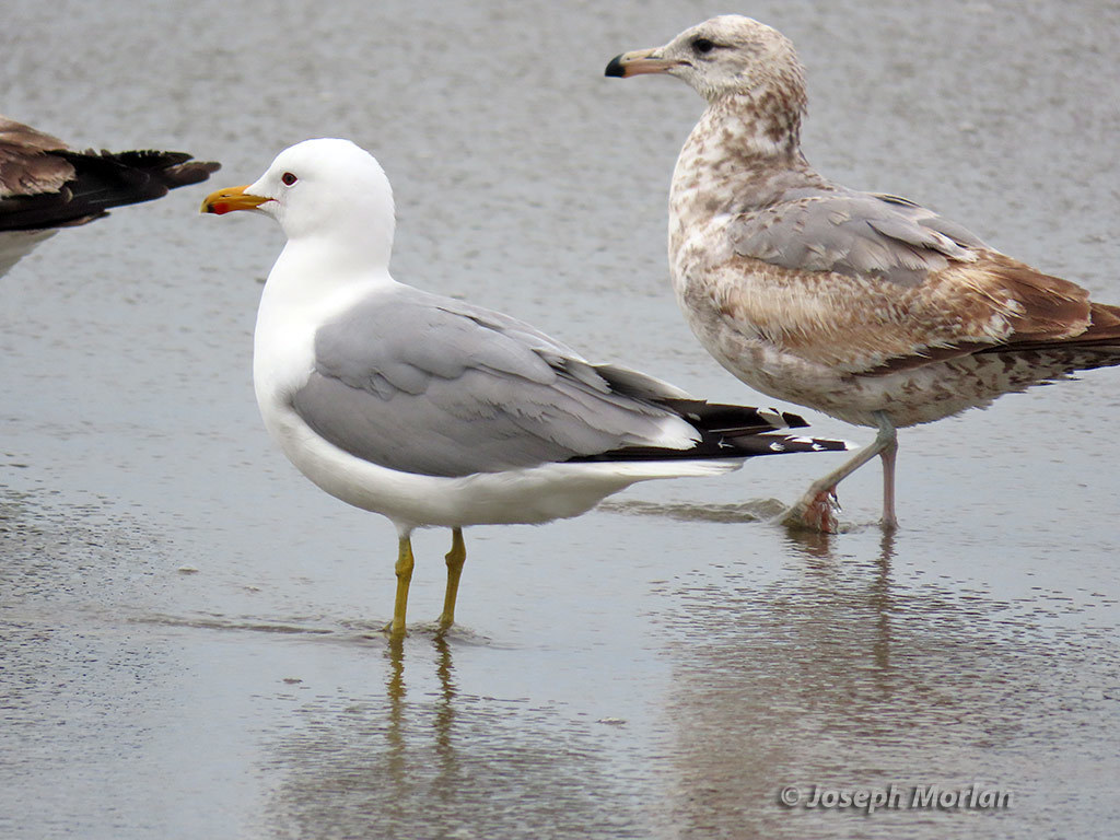 California Gull from Linda Mar, Pacifica, CA 94044, USA on April 25 ...
