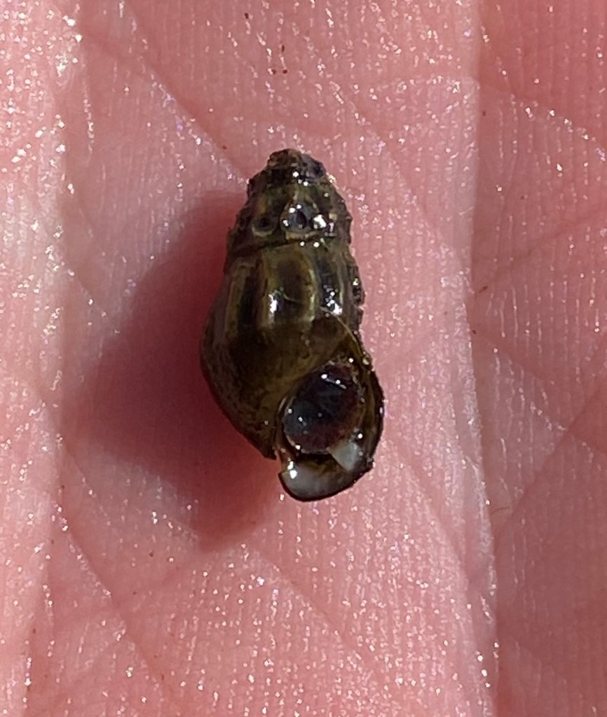 Round-rib Elimia in April 2022 by Jeff Garner. This individual not as ...