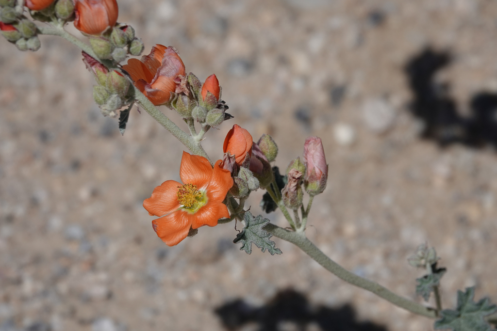 Desert Globemallow from Mojave National Preserve, San Bernardino ...