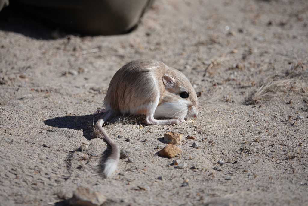 Desert Kangaroo Rat from Mojave National Preserve, San Bernardino ...