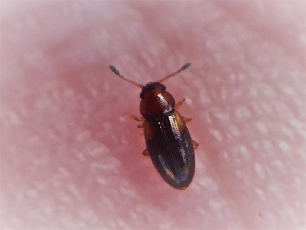Loberus nitens from Auckland, New Zealand on April 26, 2022 at 11:49 AM ...