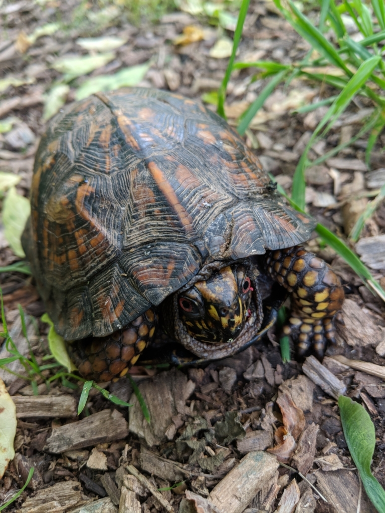 Common Box Turtle in May 2018 by npieplow · iNaturalist