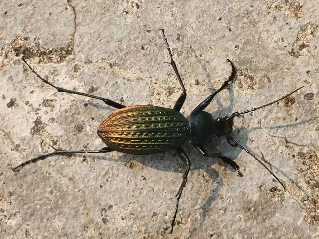 Carabus davidis from Jingdezhen, CN-JX, CN on August 1, 2021 at 11:31 ...