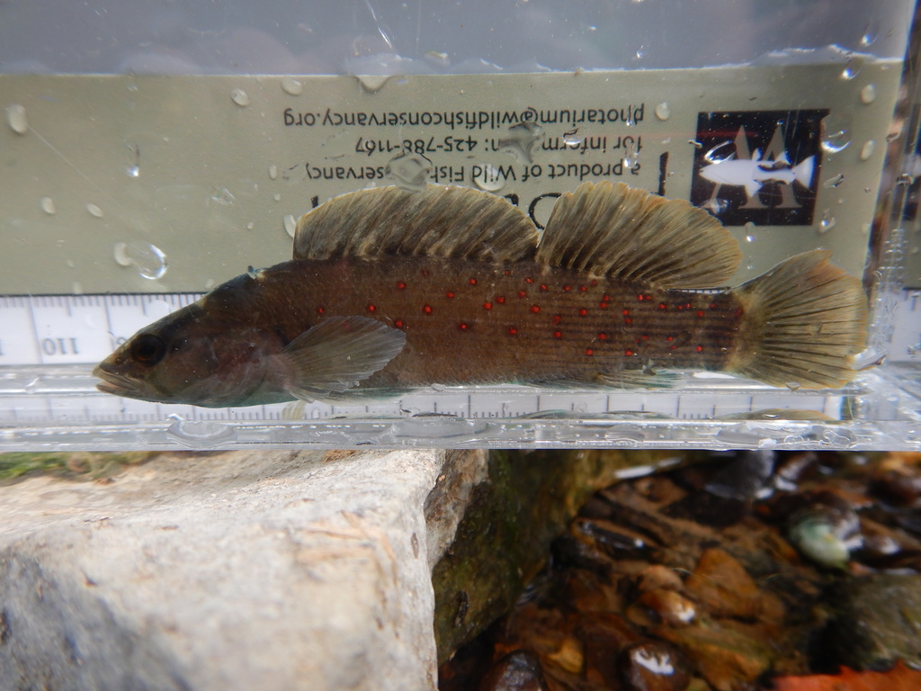 Spotted Darter in August 2019 by knp_aquaticzoologist. Nolin River ...