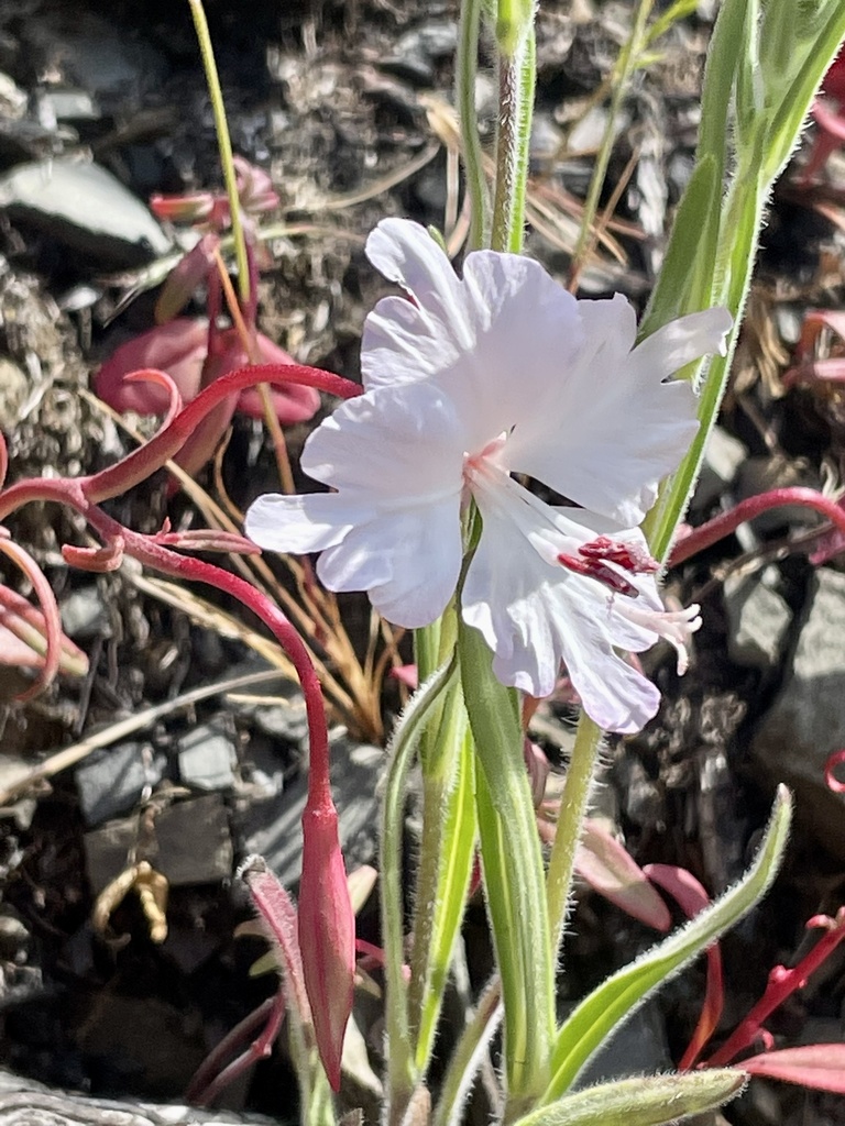 fairy fans in April 2022 by Amy. Two white morphs in a large population ...