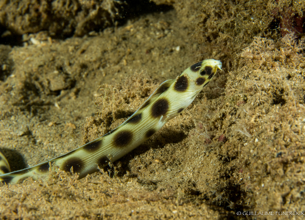 Magnificent snake eel (Endemic Marine Fish of Hawaii) · iNaturalist