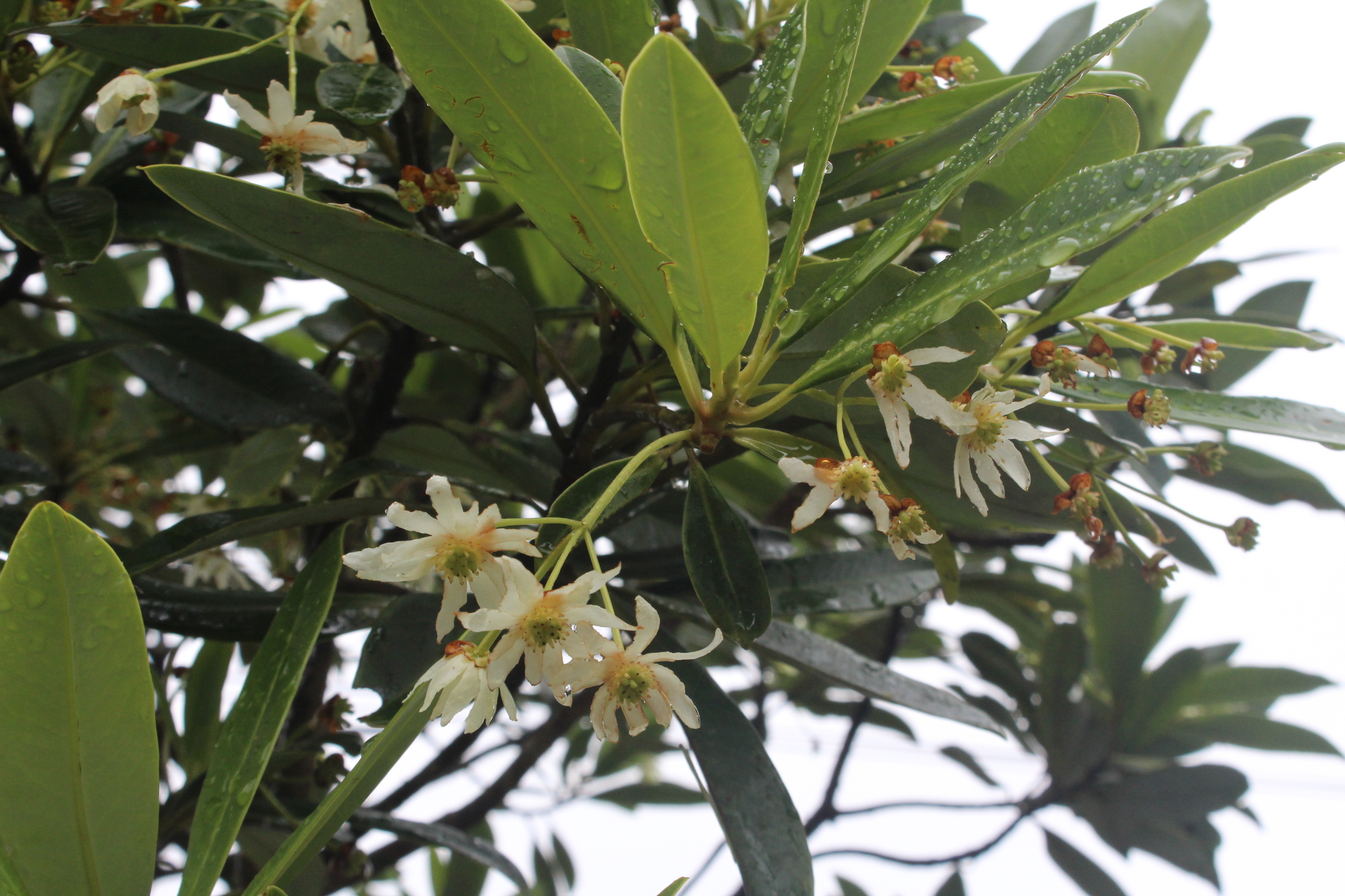 Drimys granadensis L.fil.