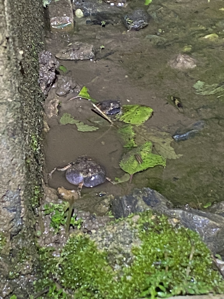 Túngara Frog from Trinidad, Trinidad and Tobago, TT on April 25, 2022 ...
