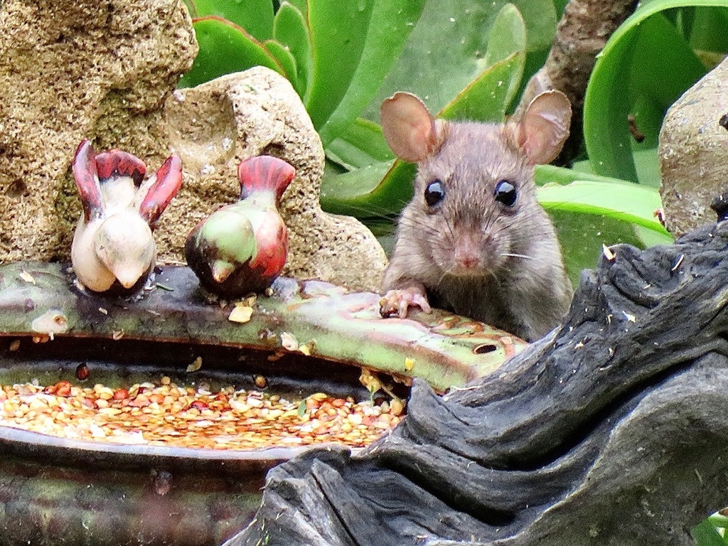 Black Rat from Renishaw Hills, Ugu District Municipality, South Africa ...