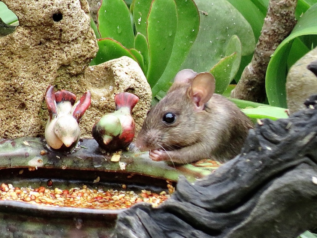 Black Rat (Rattus rattus) - Know Your Mammals