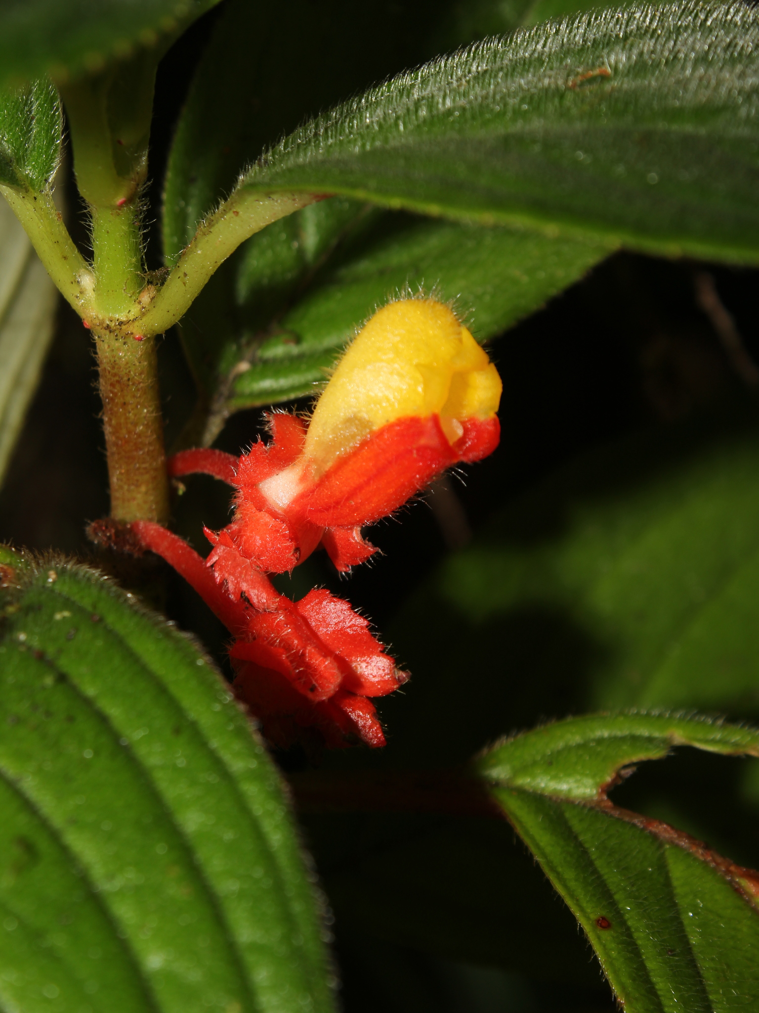 Glossoloma ichthyoderma (Hanst.) J.L.Clark