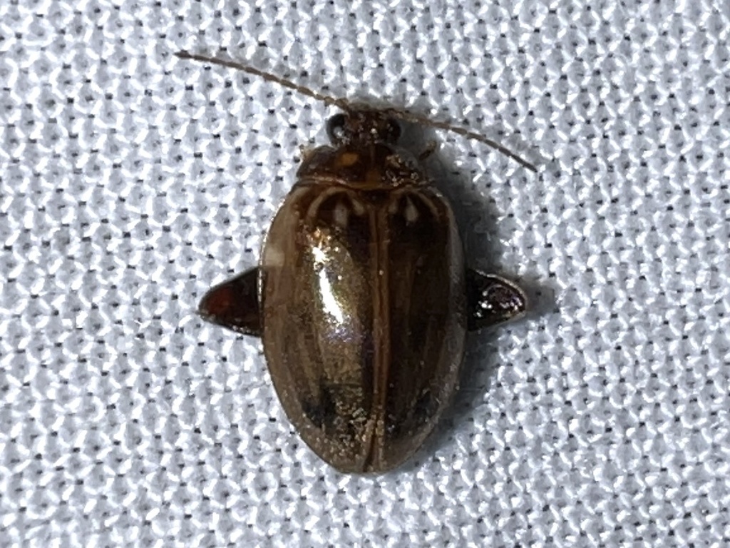 Texas Flea Marsh Beetle from NW Seventh Pl, Gainesville, FL, US on ...