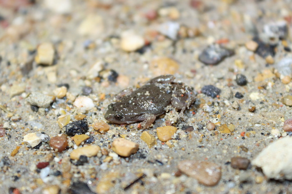 Western Narrow-mouthed Toad in April 2022 by Chase Gravatt · iNaturalist
