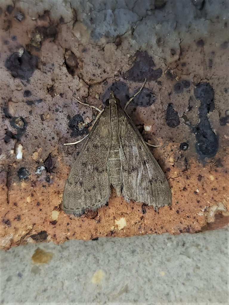 Grass Webworm Moth from Old Erowal Bay NSW 2540, Australia on April 25 ...