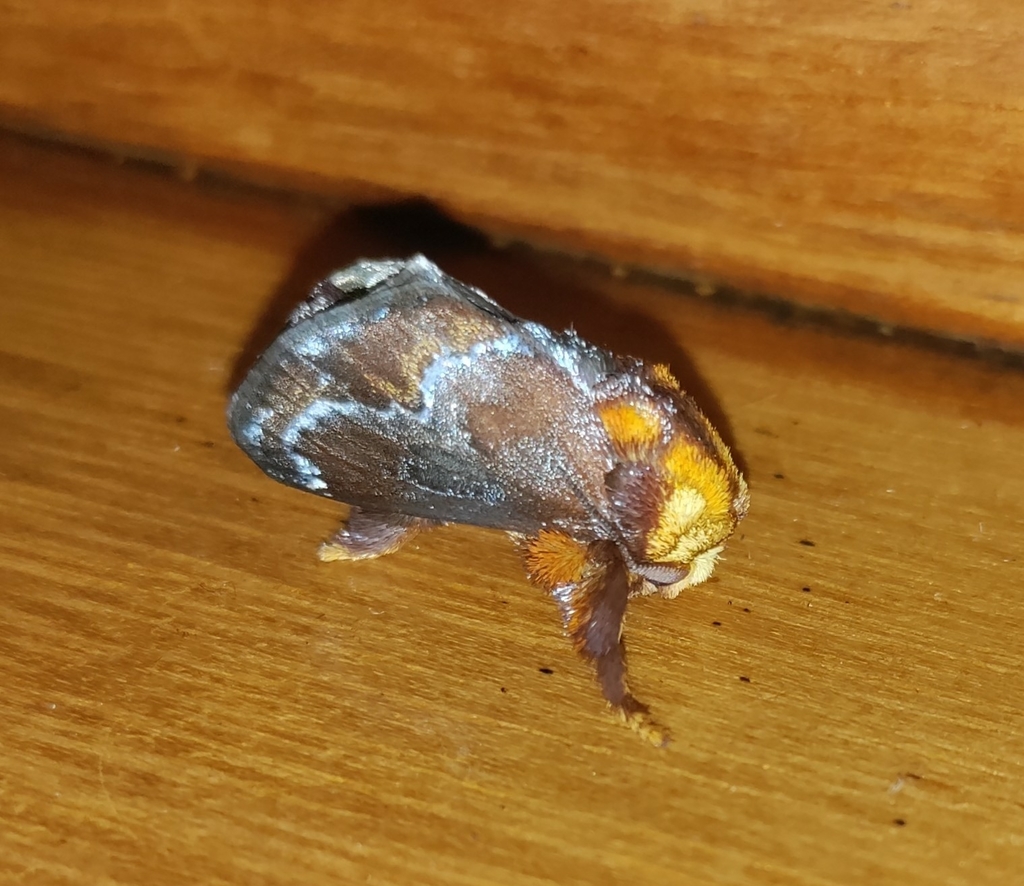 Miresa clarissa from Moromoro (Cab. en el Vado), Ecuador on April 02 ...