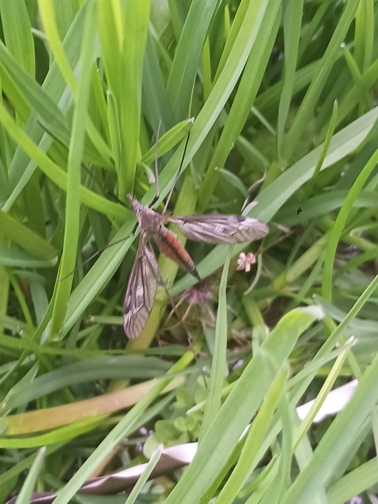 Tipulinae from Baker County, US-OR, US on April 25, 2022 at 08:02 PM by ...