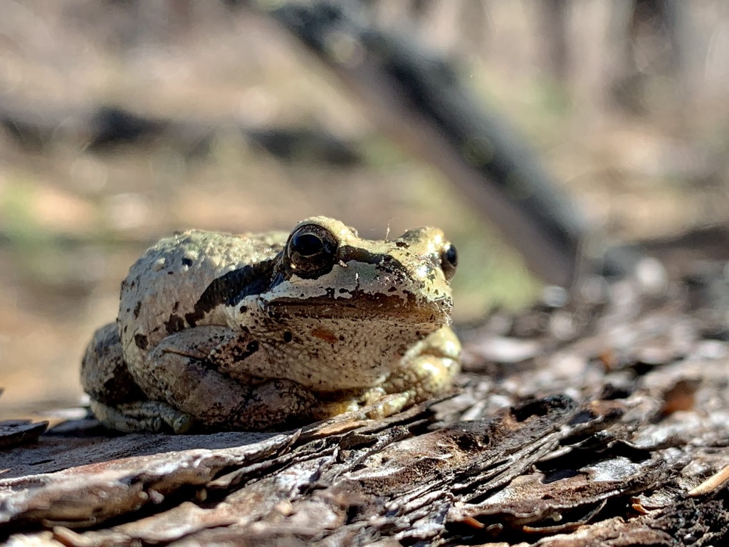 Northern Pacific Tree Frog from Winthrop, WA, US on April 23, 2022 at ...