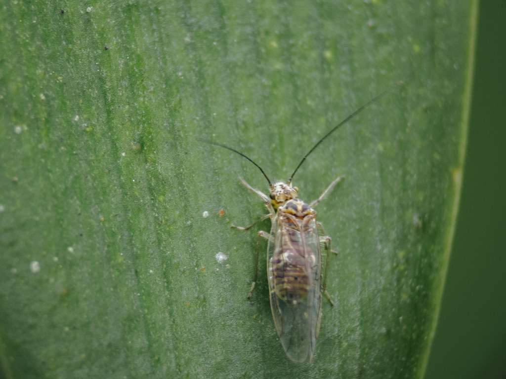 Psocomorpha from La Doctora, Sabaneta, Antioquia, Colombia on October 9 ...