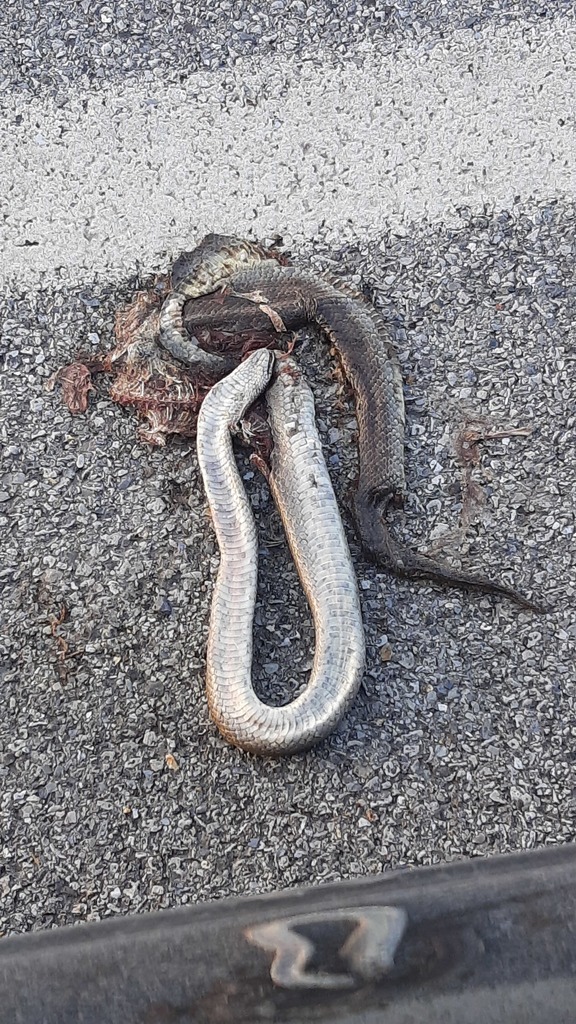 Prairie Kingsnake from Highfill, AR, USA on April 15, 2022 at 07:13 PM ...