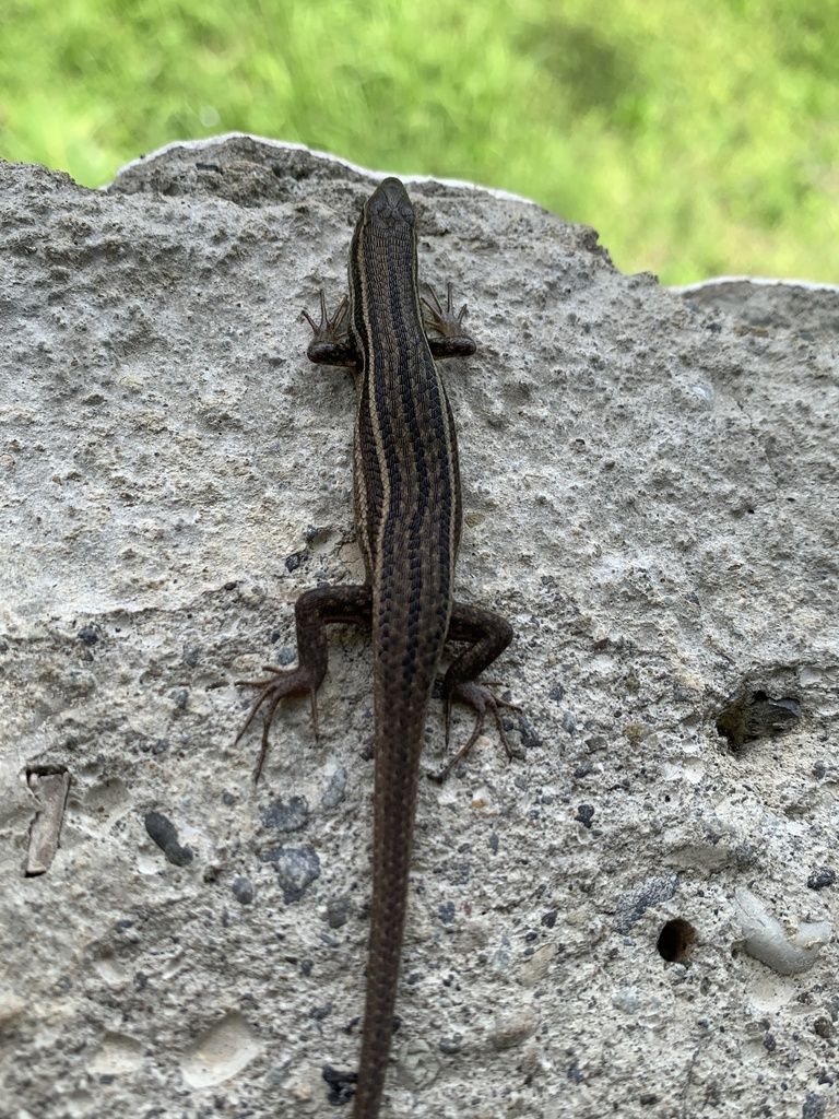 Philippine Mabuya from Mindanao, Davao City, Davao Del Sur, PH on April ...