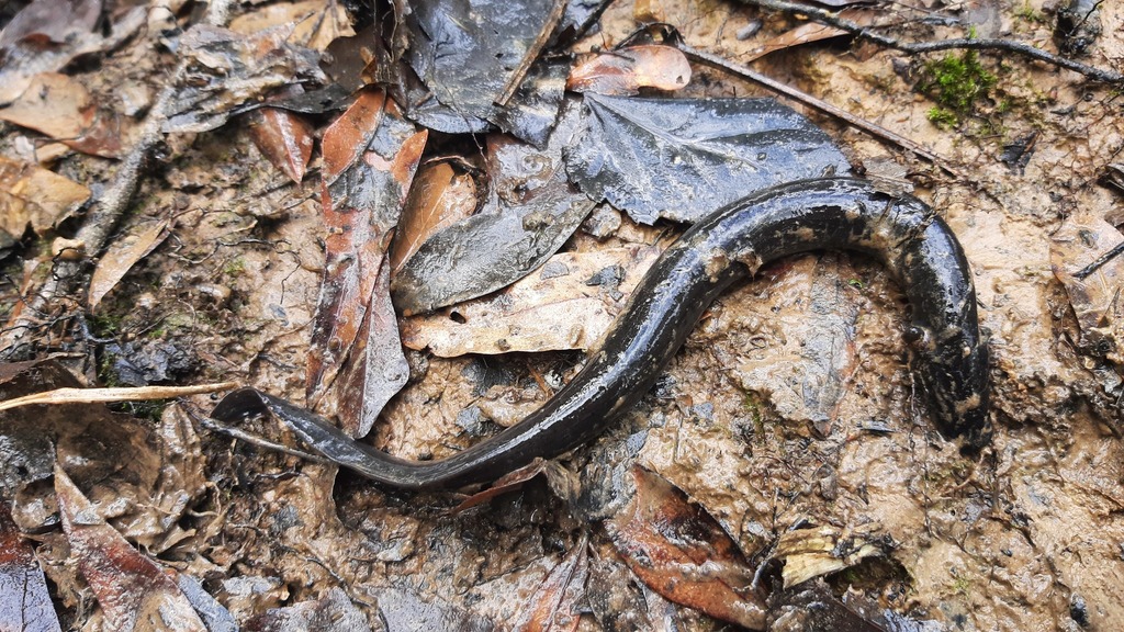 Western Lesser Siren in April 2022 by Kory Roberts · iNaturalist