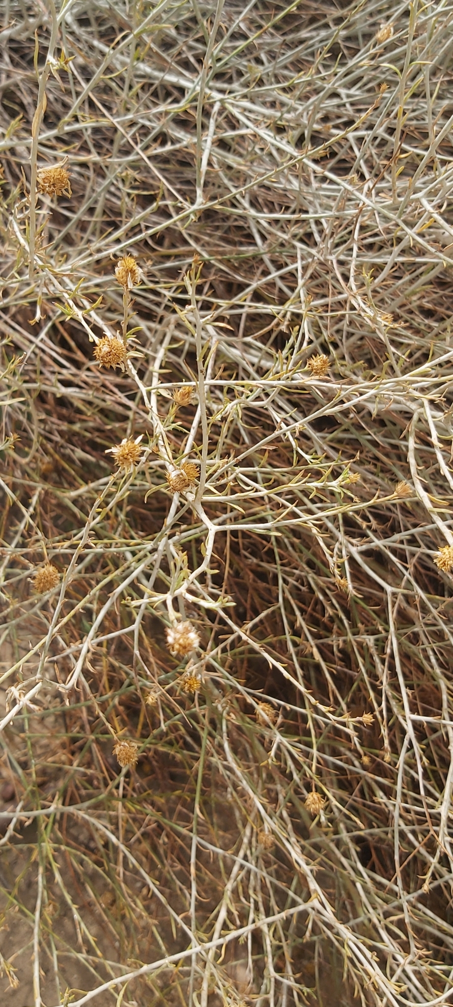 Rhanterium epapposum Oliv.