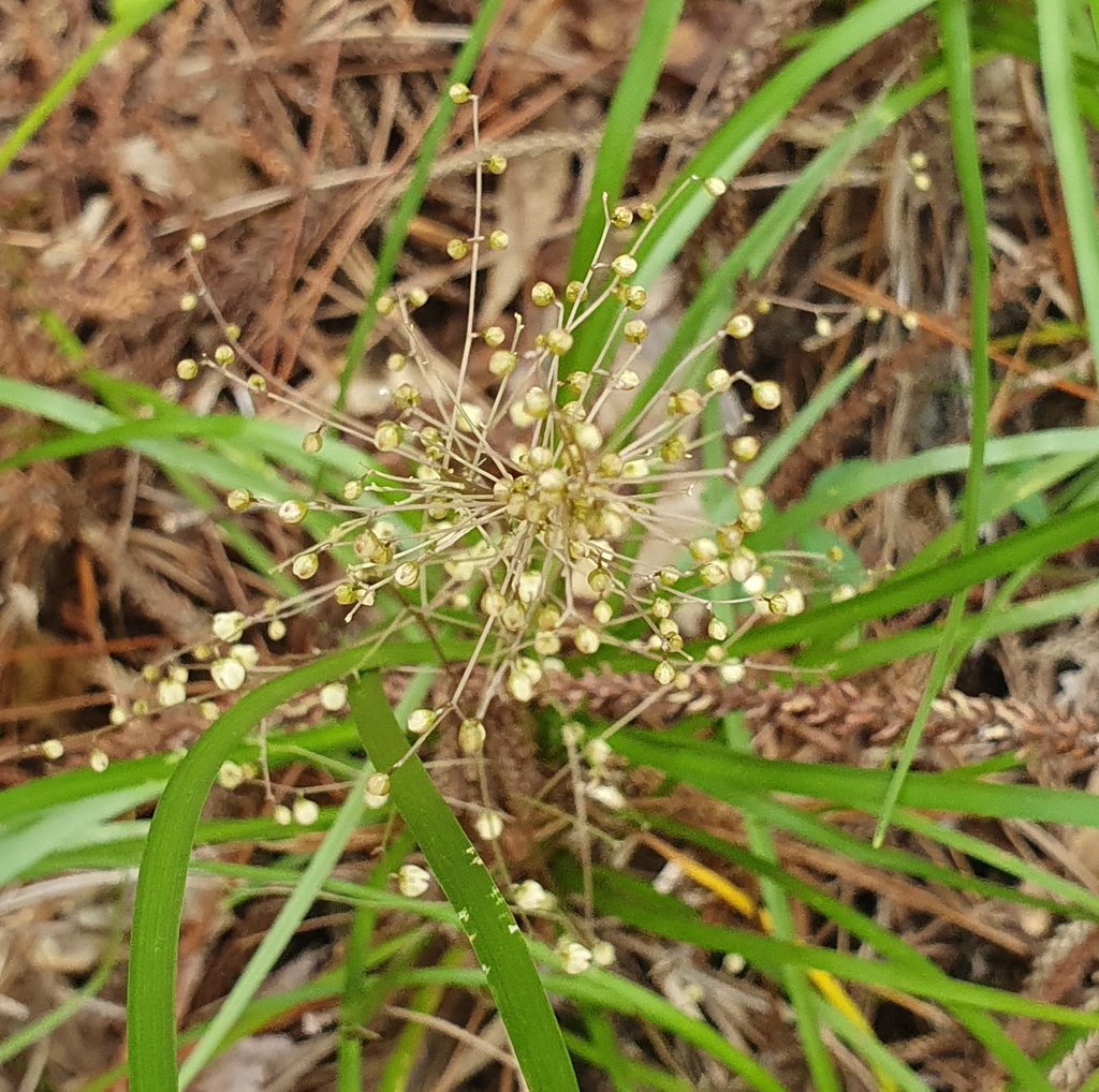 Lomandra laxa from Fraser Island (K'gari) QLD 4581, Australia on April 24, 2022 at 02:03 PM by ...
