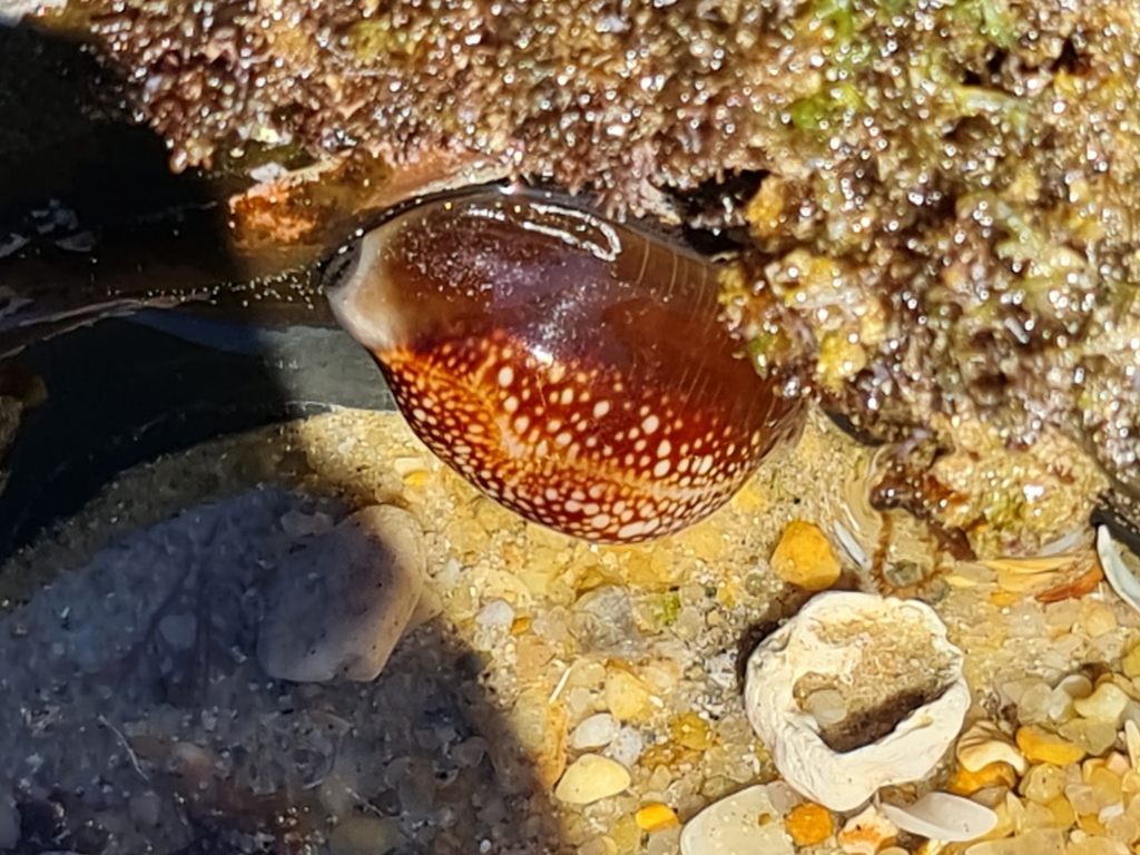 Snakehead Cowrie from Coolum Beach QLD 4573, Australia on July 24, 2021 ...