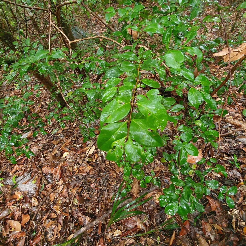 Grey Myrtle from Fraser Island (K'gari) QLD 4581, Australia on April 26 ...