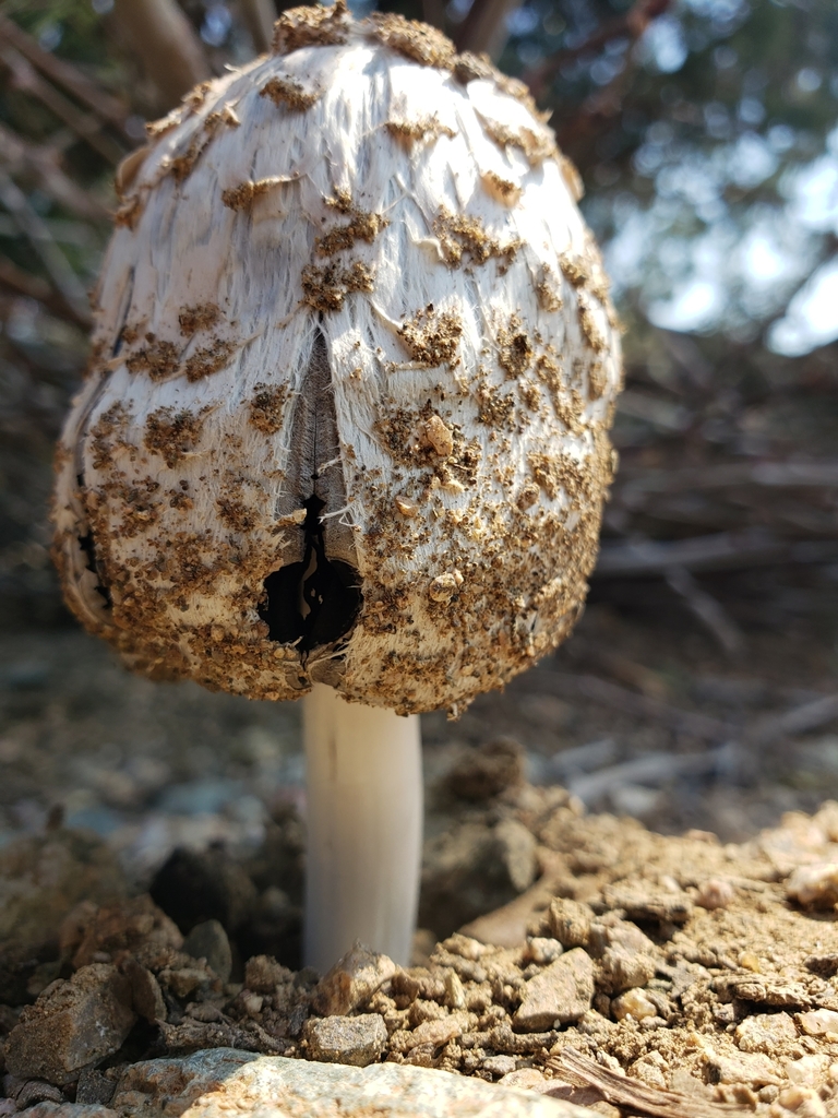 inky caps from Prescott, AZ, USA on April 25, 2022 at 01:33 PM by ...