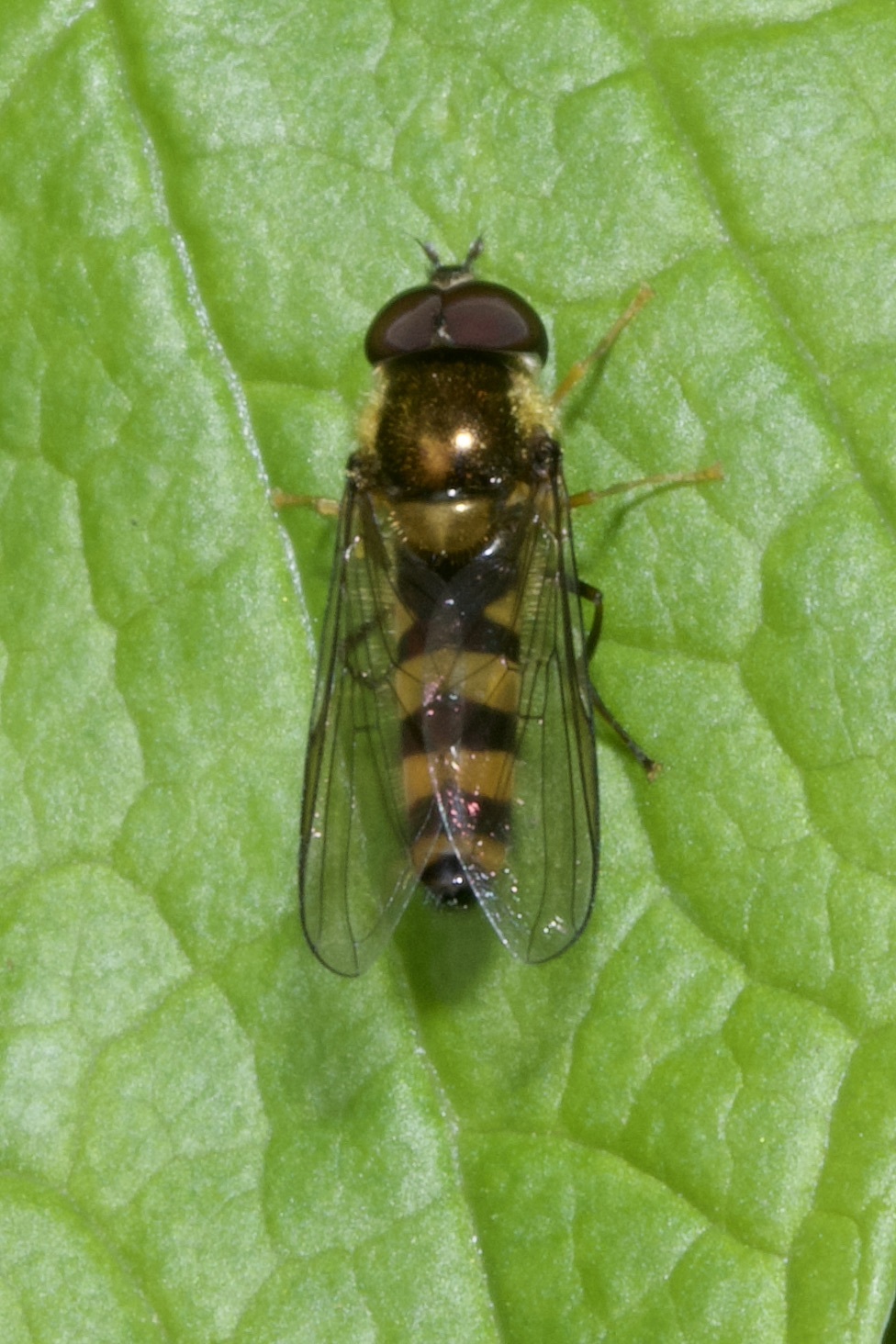 Melangyna cincta (Fallén, 1817)