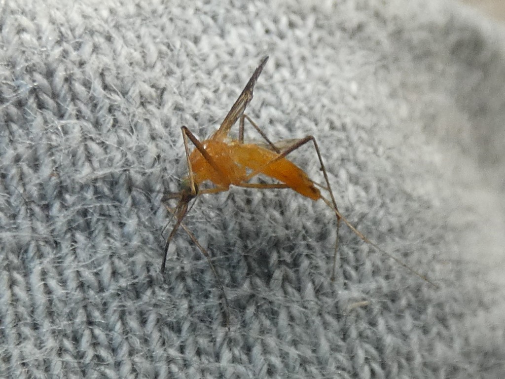 Mosquitoes from Litchfield Park NT 0822, Australia on April 25, 2022 at ...