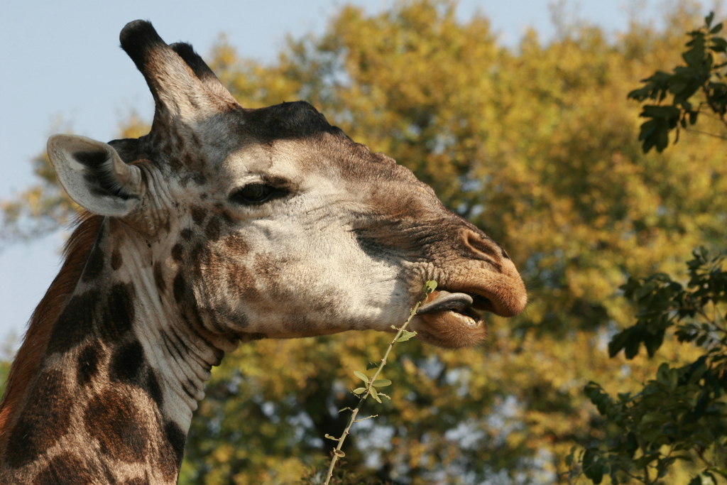 Ruminants (Ruminantia) - Know Your Mammals