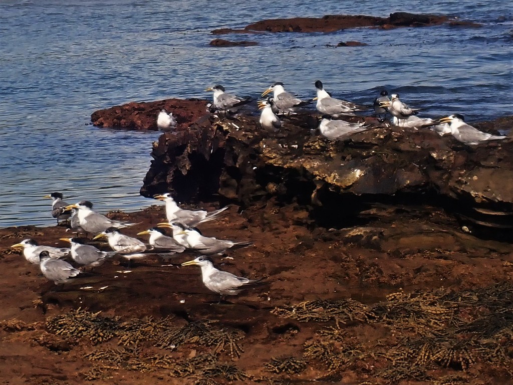 Great Crested Tern from Woody Head, New South Wales, Australia on April ...