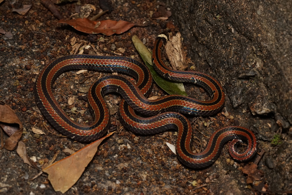 Taiwan Coral Snake from 台灣桃園市 on June 1, 2016 at 09:24 AM by TP Lan ...