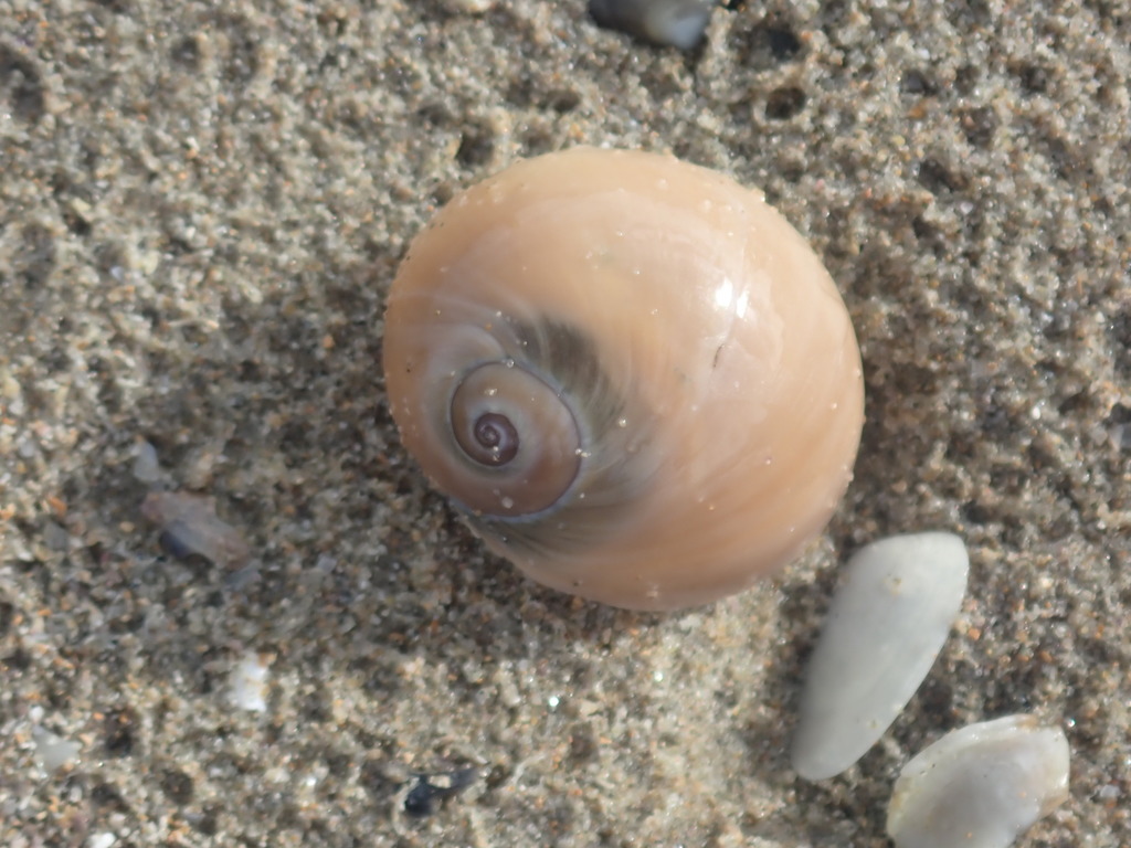 Bladder Moon Snail from Iluka NSW 2466, Australia on April 26, 2022 at ...