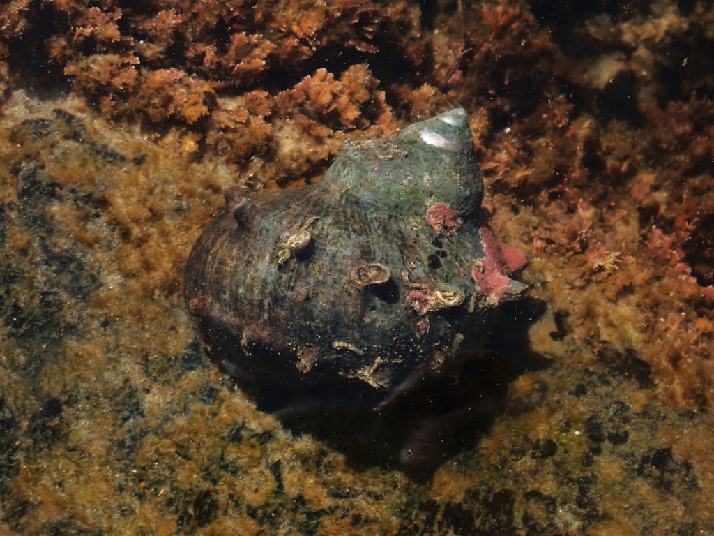 Military Turban from Woody Head NSW 2466, Australia on April 26, 2022 ...