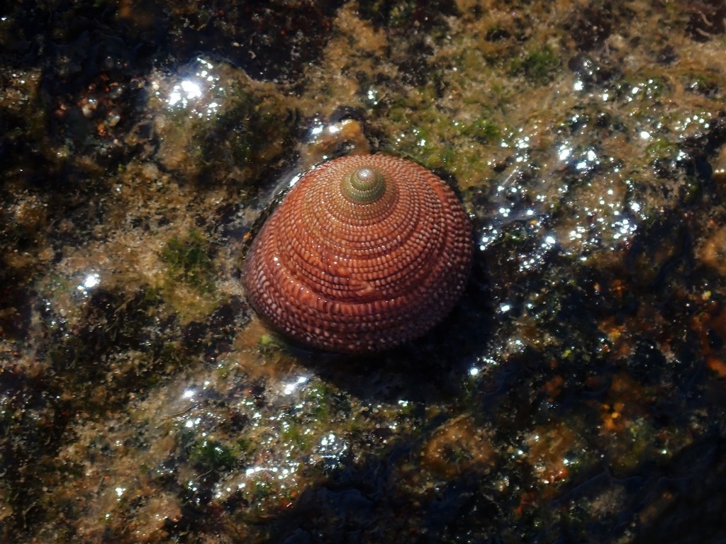 Clanculus maugeri from Woody Head NSW 2466, Australia on April 26, 2022 ...