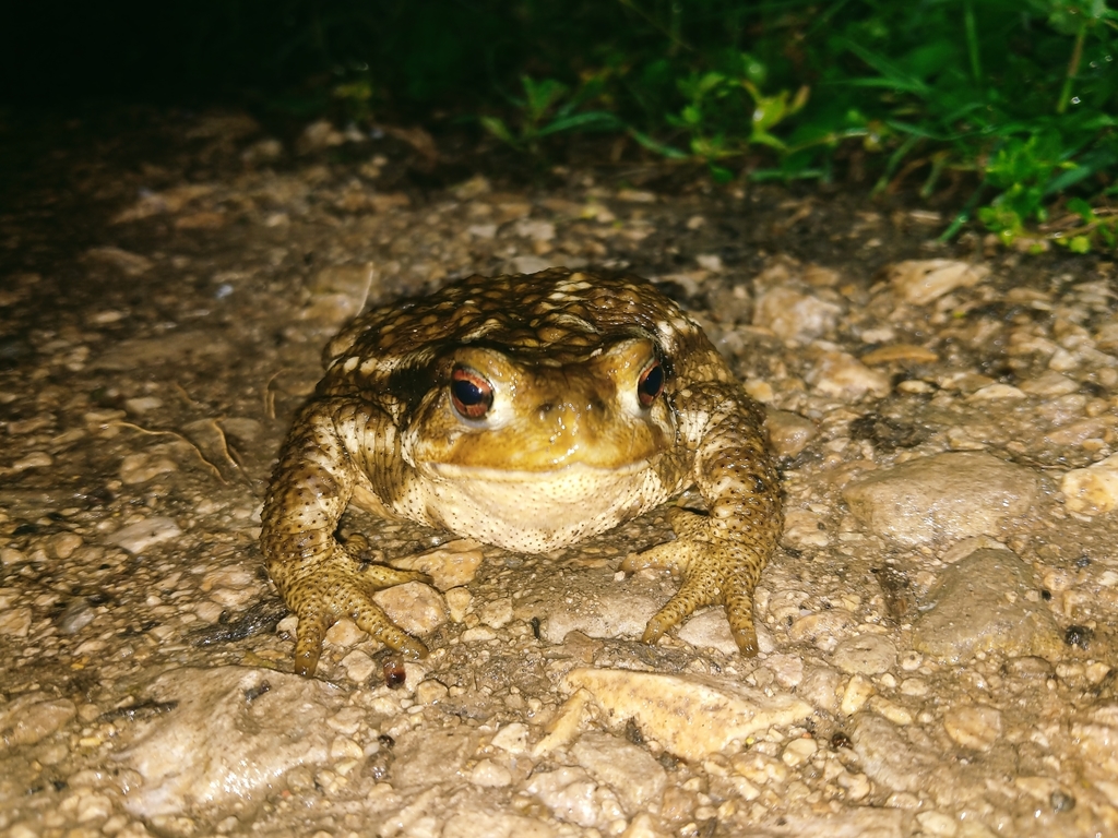 Spiny Toad from Ollo on April 22, 2022 at 10:45 PM by María · iNaturalist