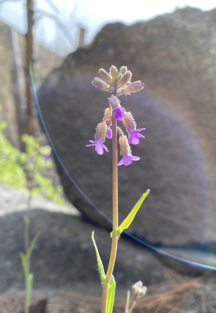 hairy stem rockcress from SW Geneva View Rd, Terrebonne, OR, US on ...