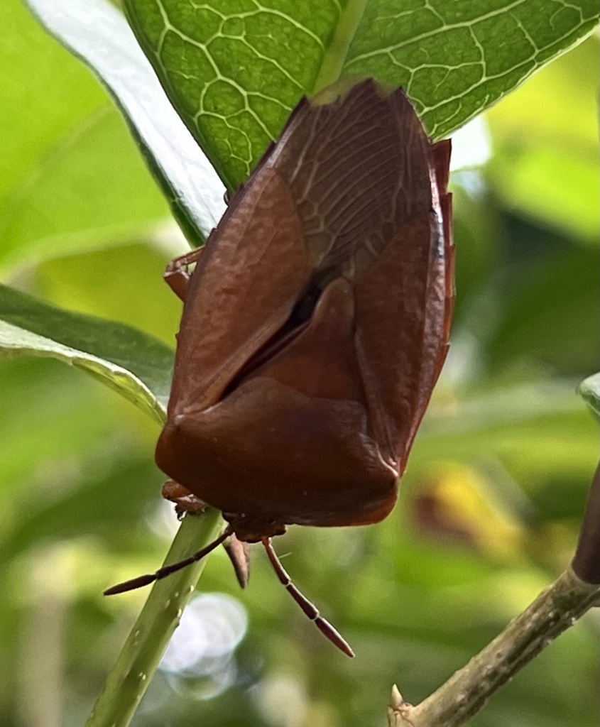 Lychee Stink Bug from Hong Lok Yuen, Hong Kong on April 26, 2022 at 02: ...